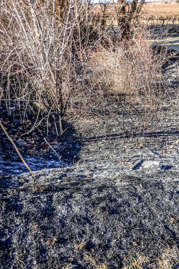 Vegetation and Soil Burned after a Fire Stock Photo - Image of damage ...