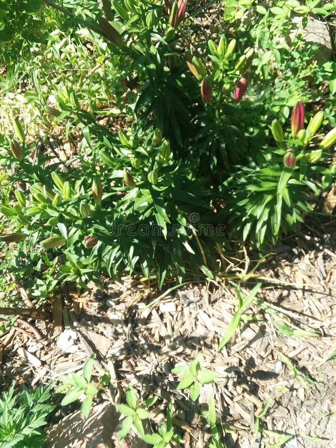 Vegetation in spring stock image. Image of color, falling - 61197499
