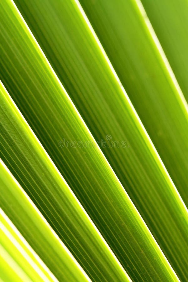 Vegetation textures scene stock photo. Image of vegetation - 25512104