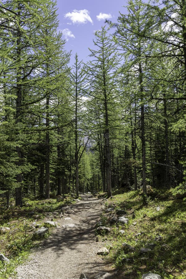 A Forest in Banff National Park Stock Photo - Image of national, green ...