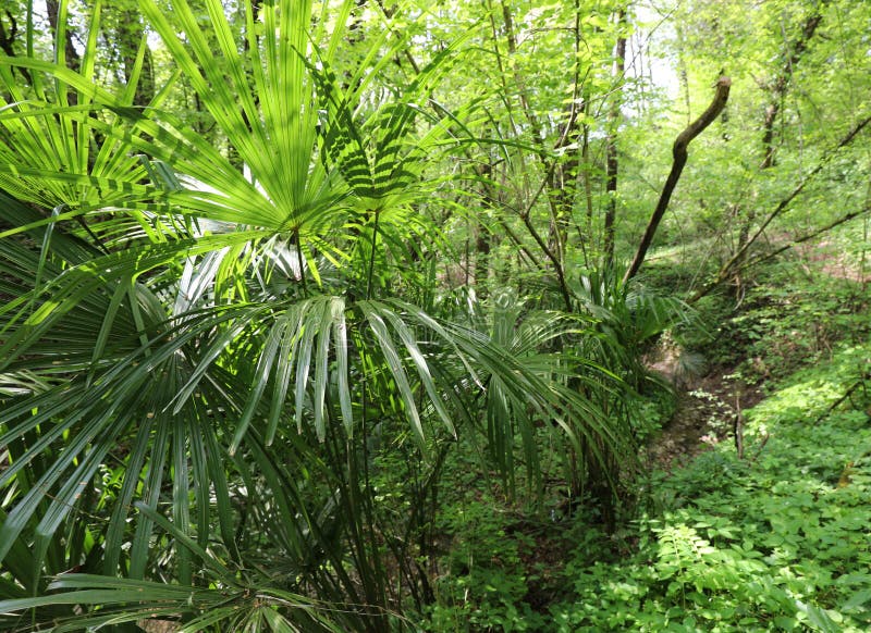 Vegetation with Trees and Green Plants in the Amazon Forest Stock Photo ...