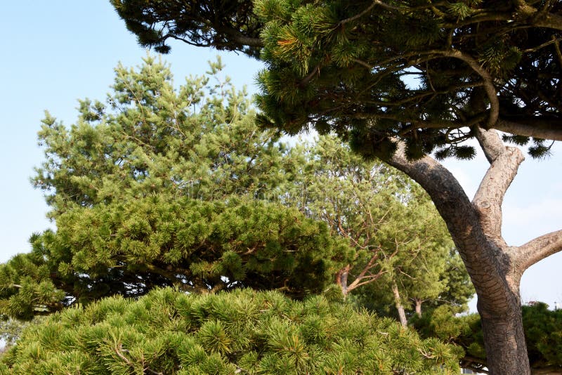 Vegetation, Trees on Several Levels. Stock Photo - Image of forest ...