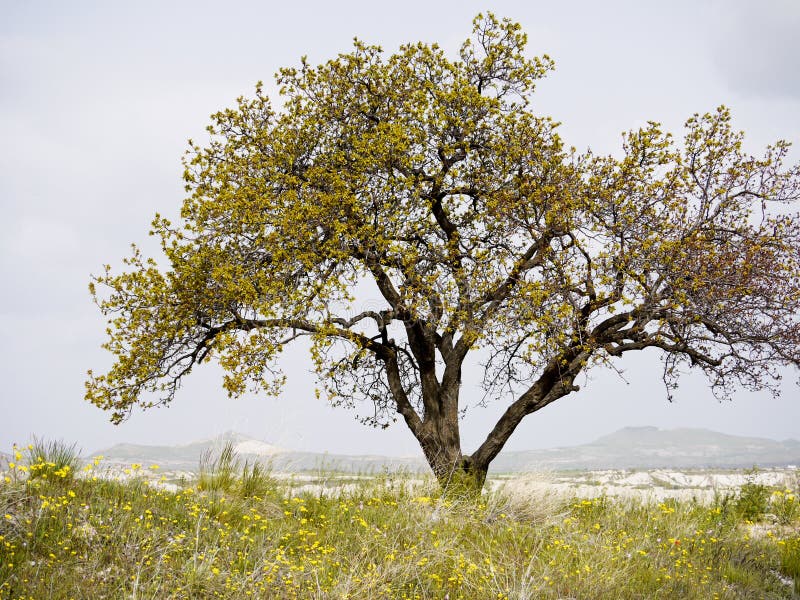 Vegetation, Turkey stock photo. Image of oriental, hill - 30433754