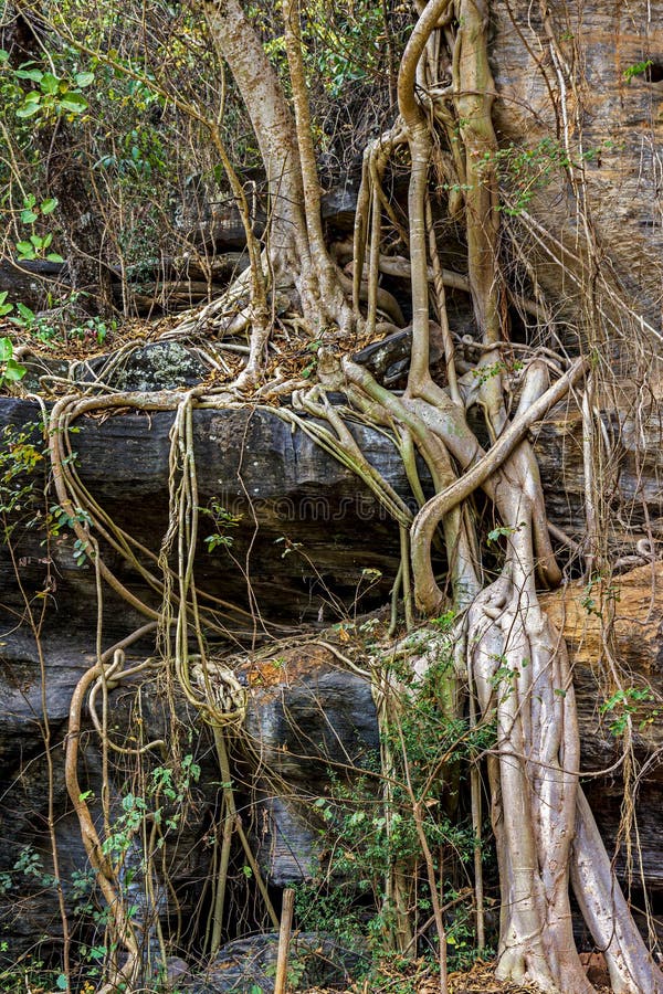 Vegetation with Twisted Roots Stock Photo - Image of minas ...