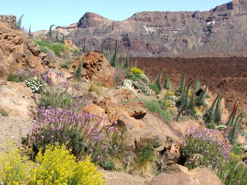 Vegetation on the volcano stock image. Image of lava - 12650459