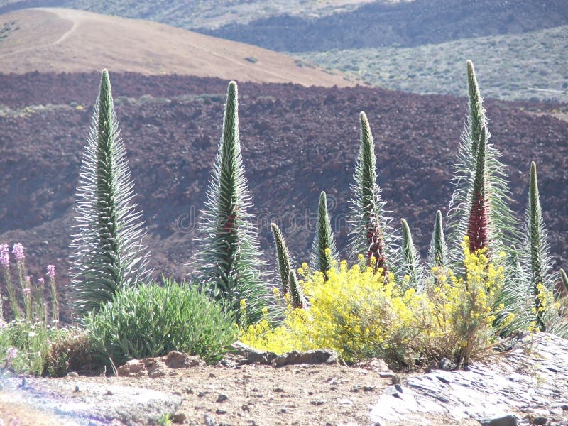 Vegetation on Volcano El Teide Stock Photo - Image of tenerife, cnary ...