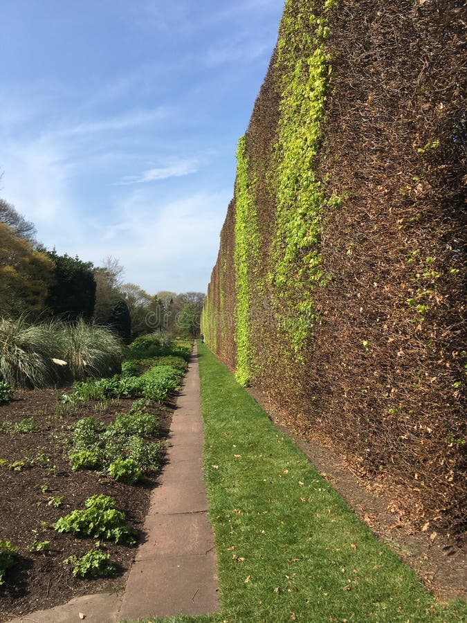 Vegetation wall in spring stock photo. Image of vegetation - 100925486