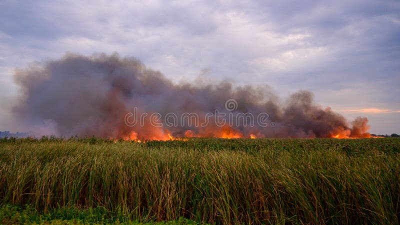Vegetation Wild Fire Out of Control in Danube Delta Stock Image - Image ...