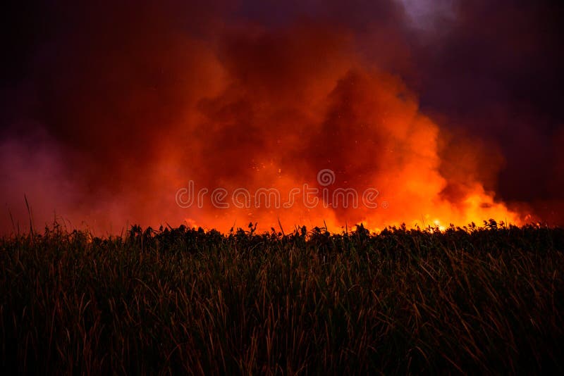 Vegetation Wild Fire Out of Control in Danube Delta Stock Image - Image ...