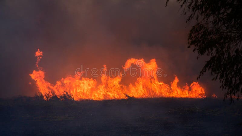 Vegetation Wild Fire Out of Control in Danube Delta Stock Photo - Image ...