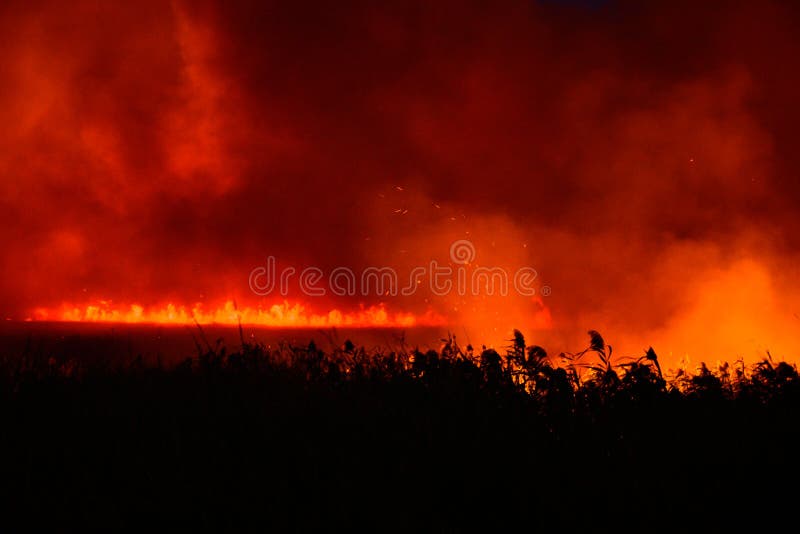 Vegetation Wild Fire Out of Control in Danube Delta Stock Photo - Image ...