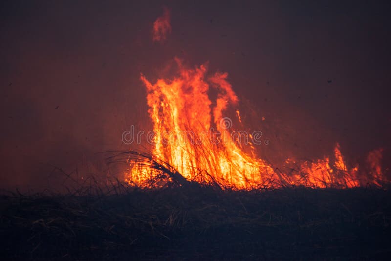Vegetation Wild Fire Out of Control in Danube Delta Stock Photo - Image ...