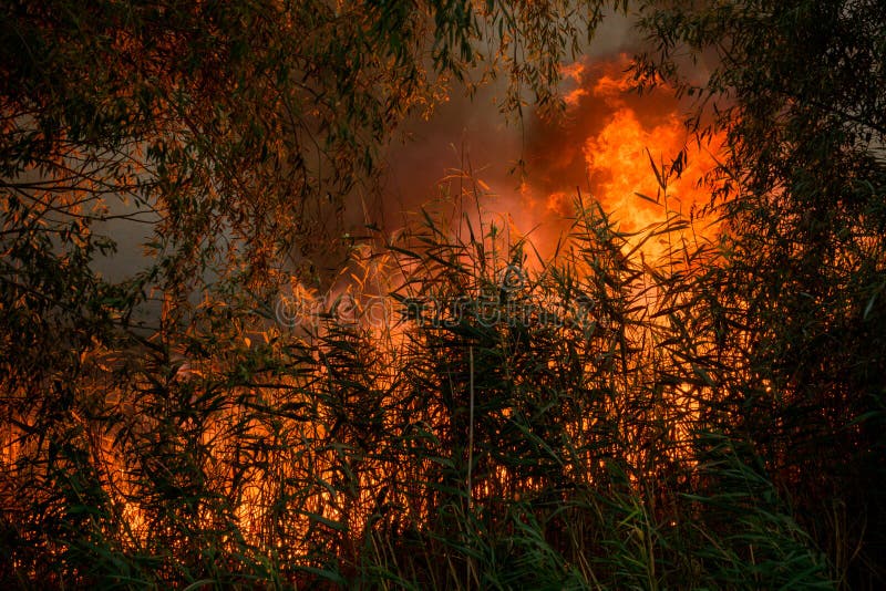 Vegetation Wild Fire Out of Control in Danube Delta Stock Image - Image ...