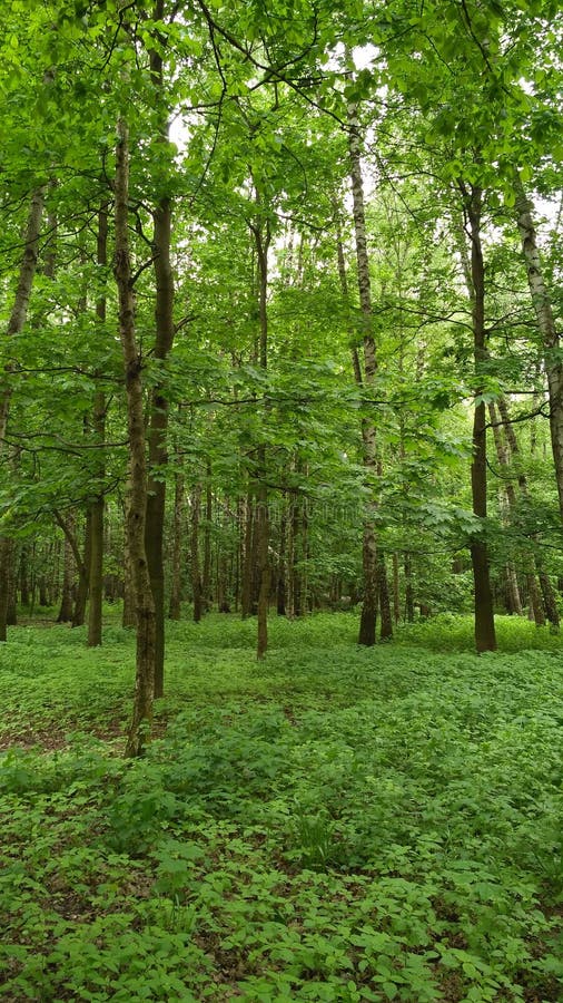 Vegetation, Woodland, Ecosystem, Forest Picture. Image: 131754109