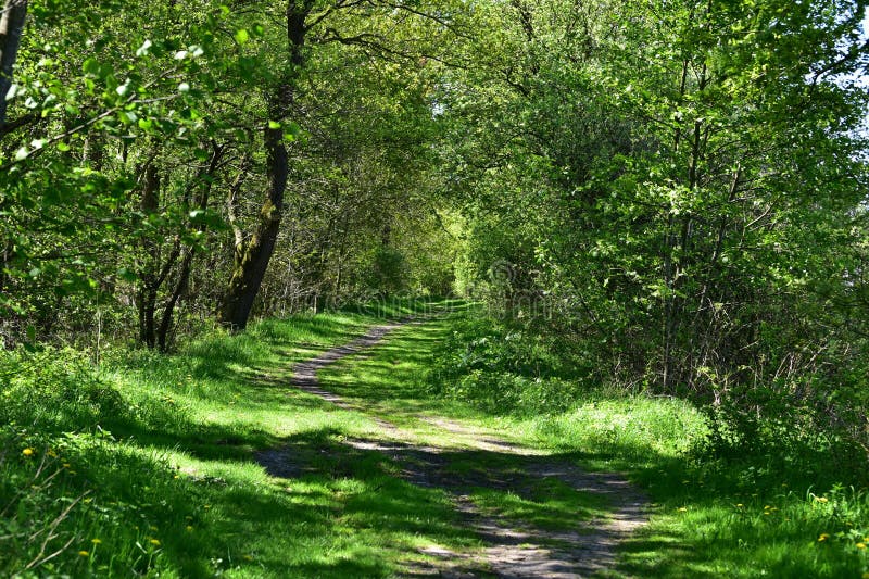 Vegetation, Woodland, Path, Ecosystem Picture. Image: 118242441