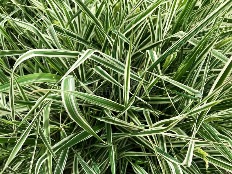 Background - Striped Grass. Stock Image - Image of grass, spring: 149956025