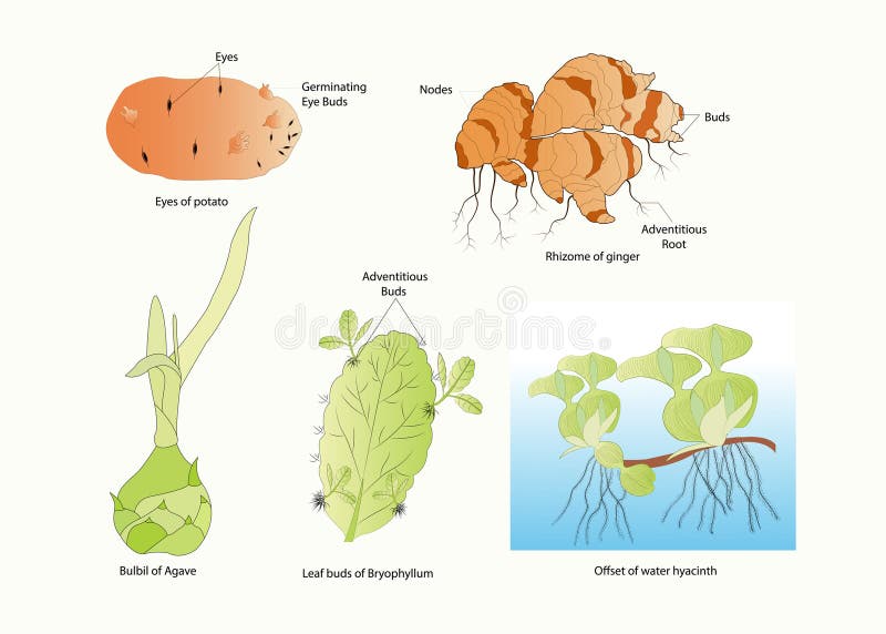 Propagules Stock Illustrations – 2 Propagules Stock Illustrations ...