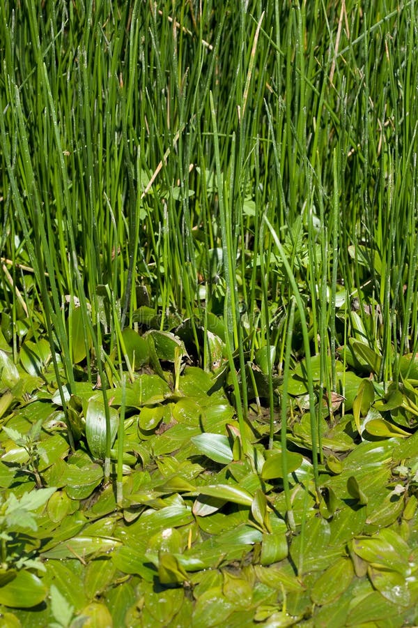Vegetazione della palude fotografia stock. Immagine di sfondo - 10427320