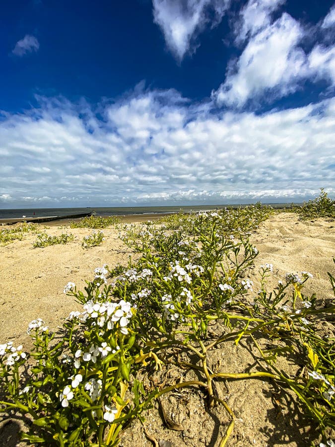 Cadzand Beach, North Sea, Netherlands Stock Photo - Image of evening ...