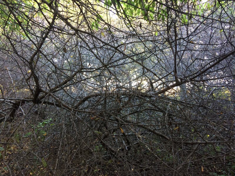 Thick Underbrush in a Forest on a Sunny Day Stock Image - Image of ...