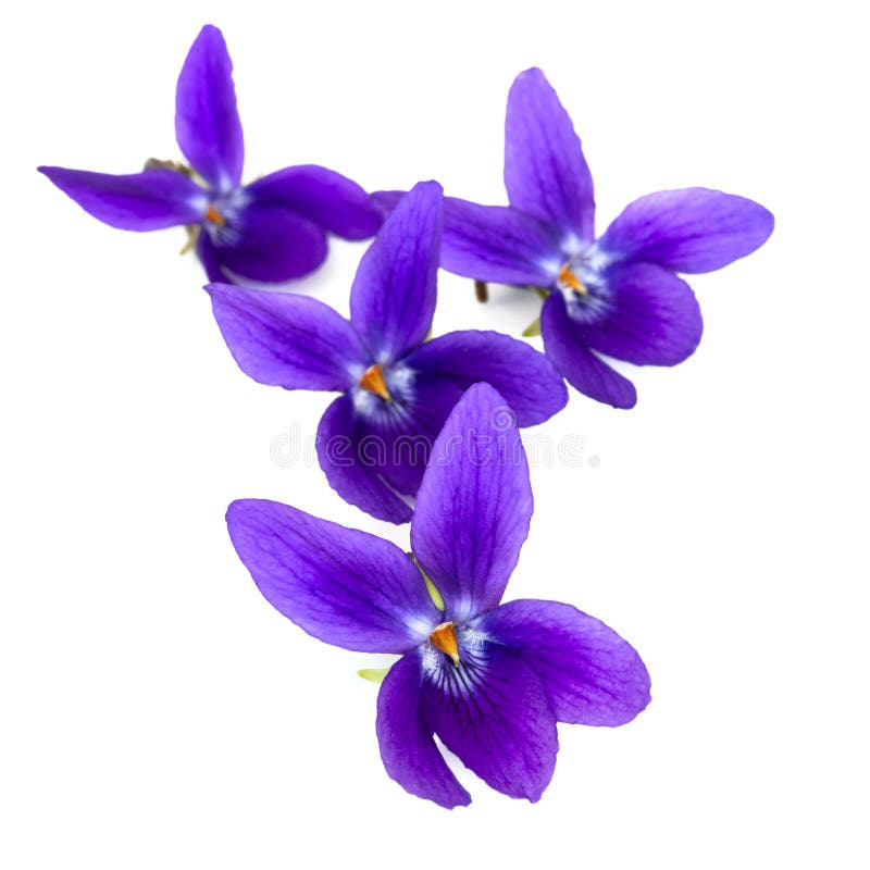 Veilchen stockfoto. Bild von fotographie, nave, hintergrund - 20706470