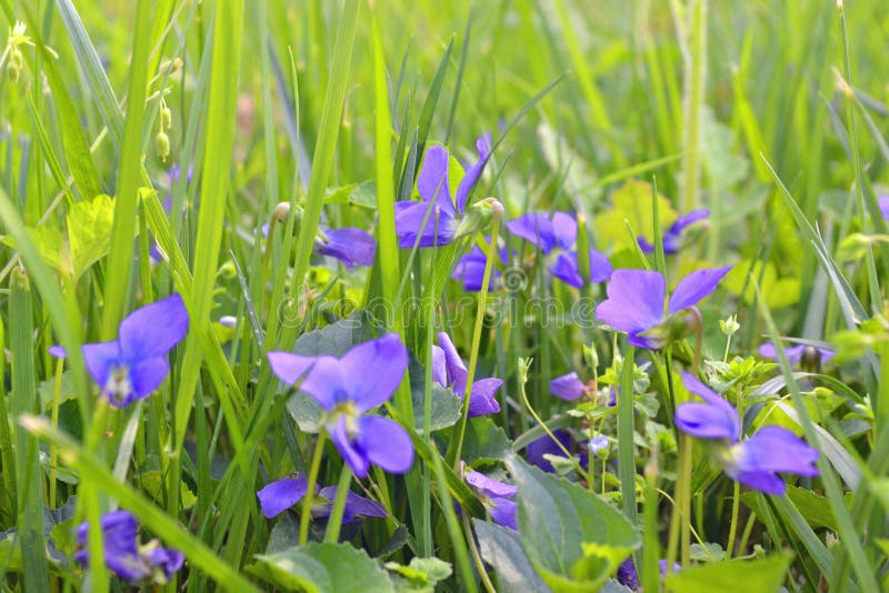 Veilchen stockbild. Bild von bett, botanik, sonderkommandos - 32519149