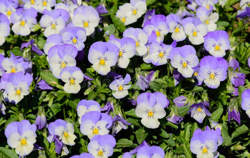 Veilchen stockbild. Bild von gärtnern, garten, sorte - 40262735