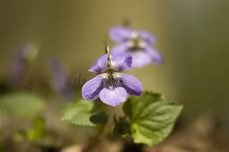 Veilchen stockbild. Bild von botanik, geschmack, kraut - 53086217