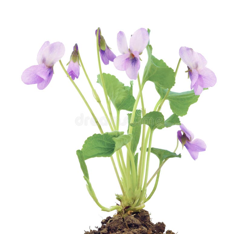 Veilchen Auf Weißem Hintergrund Stockbild - Bild von wildblumen, makro ...