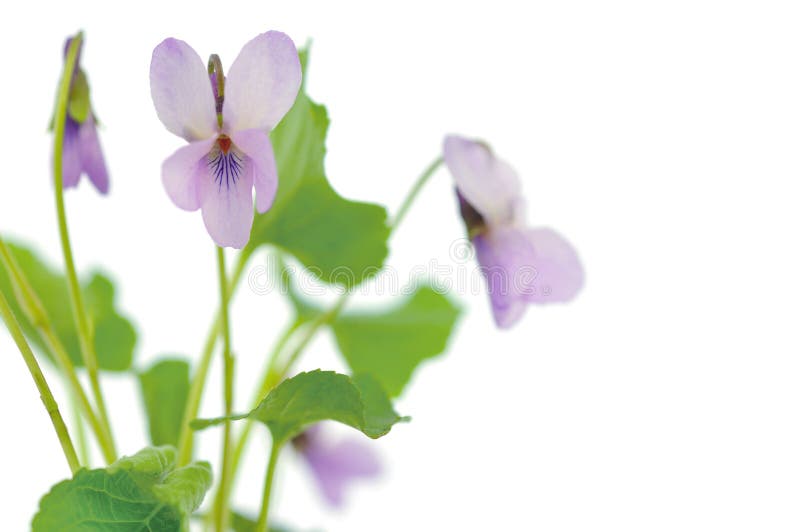Veilchen Auf Weißem Hintergrund Stockbild - Bild von wildblumen, makro ...