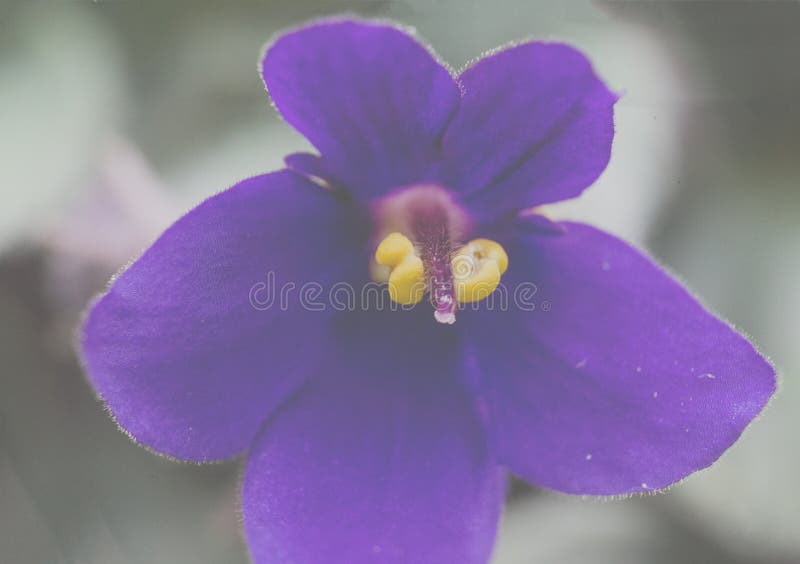 Veilchen stock photo. Image of violett, lila, violet - 94322274