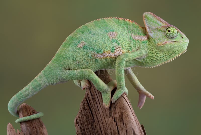 Veiled Chameleon stock image. Image of creature, lizard - 4929479