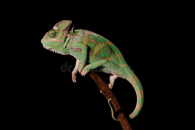 Veiled Chameleon on Black Background Stock Image - Image of female ...