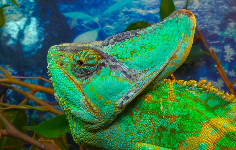 The Veiled Chameleon, Cone-head (Chamaeleo Calyptratus Stock Image ...