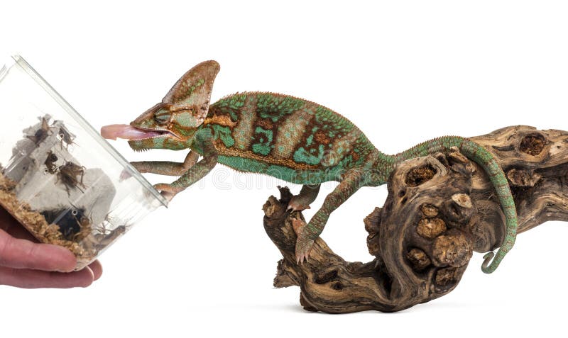 Chameleon eating insect stock image. Image of reptile - 36844065