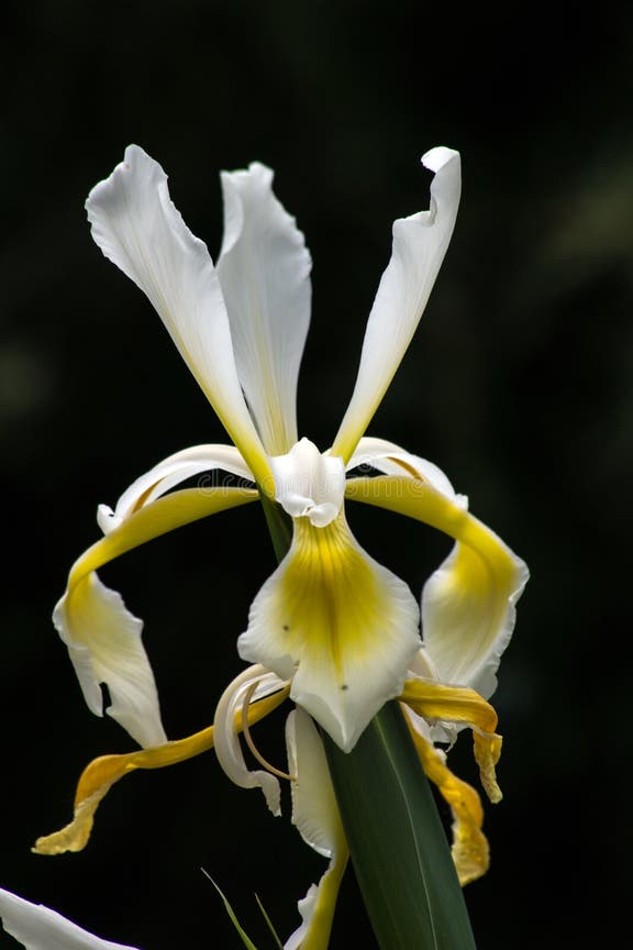 Veiled Iris & X28;Iris Spurio& X29; Stock Image - Image of botany, beautiful: 96139623