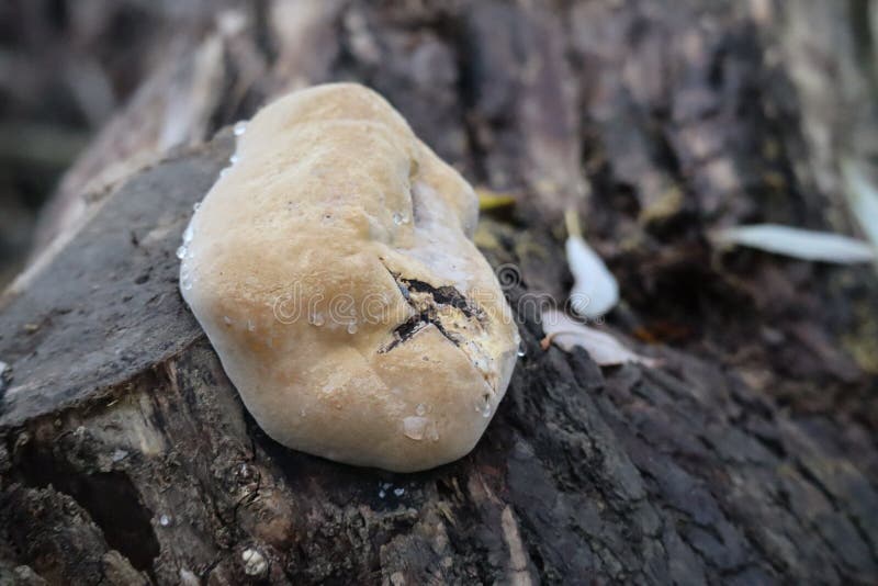 Veiled Polypore Stock Photos - Free & Royalty-Free Stock Photos from ...