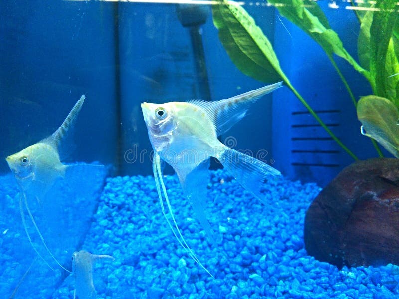 Veiled Tail Angel Fish stock photo. Image of blue, aquarium - 50905296