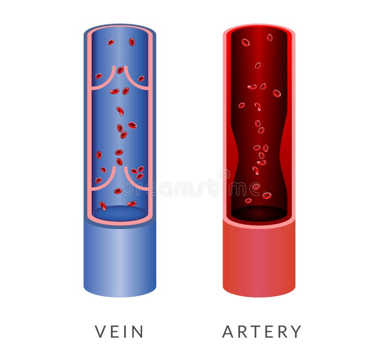 Vein and Artery Illustration Stock Vector - Illustration of diagram ...