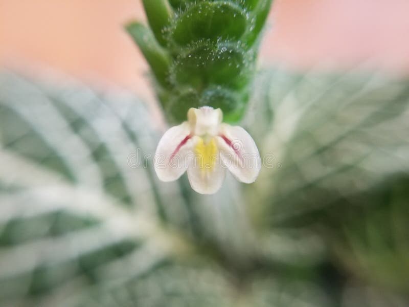 Vein Plant Flower stock image. Image of blossom, nature - 186458897