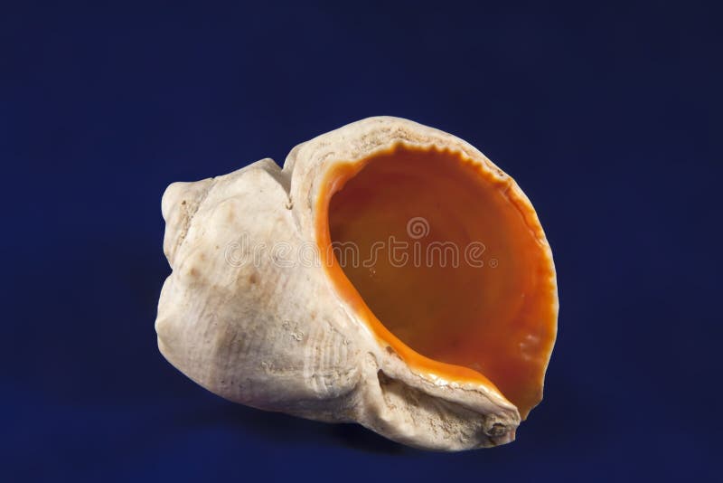 Veined rapa whelk stock photo. Image of whelk, veined - 35708438