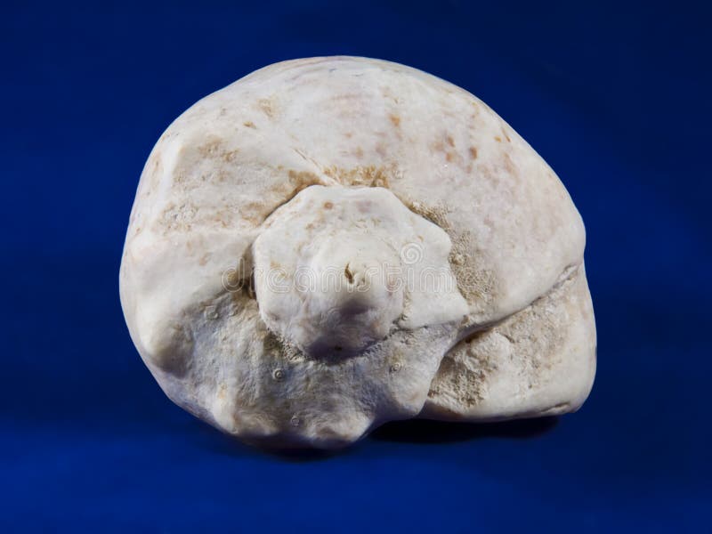 Veined rapa whelk stock photo. Image of shell, marine - 35708440