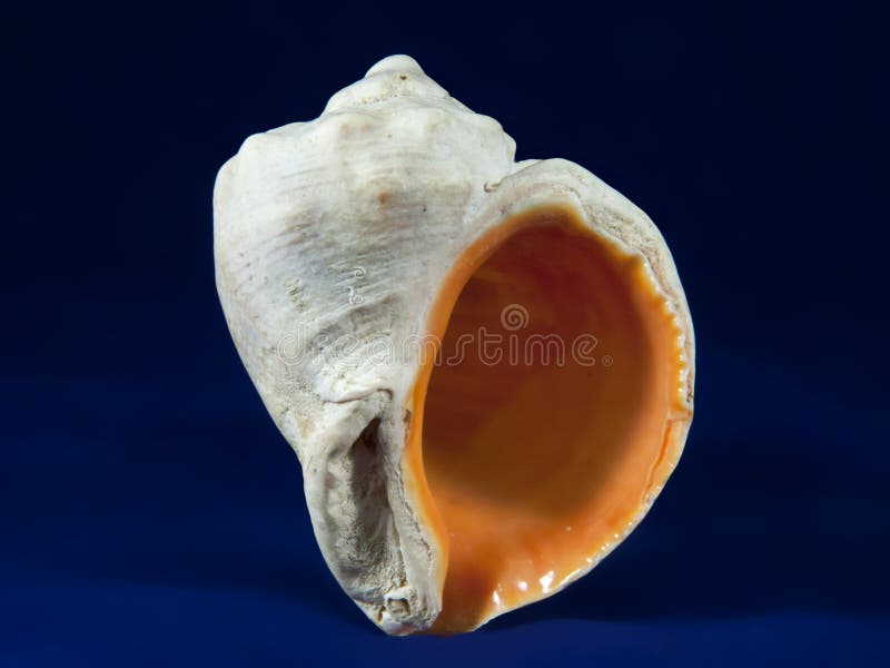 Veined rapa whelk stock photo. Image of seashell, conchology - 35708442