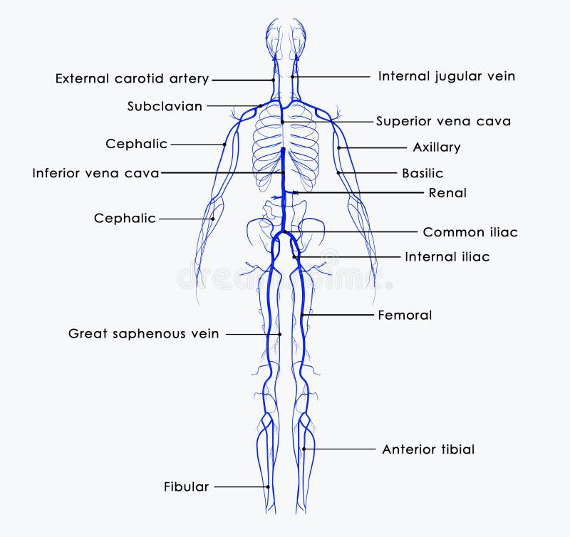 Veines illustration stock. Illustration du organisme - 46887298