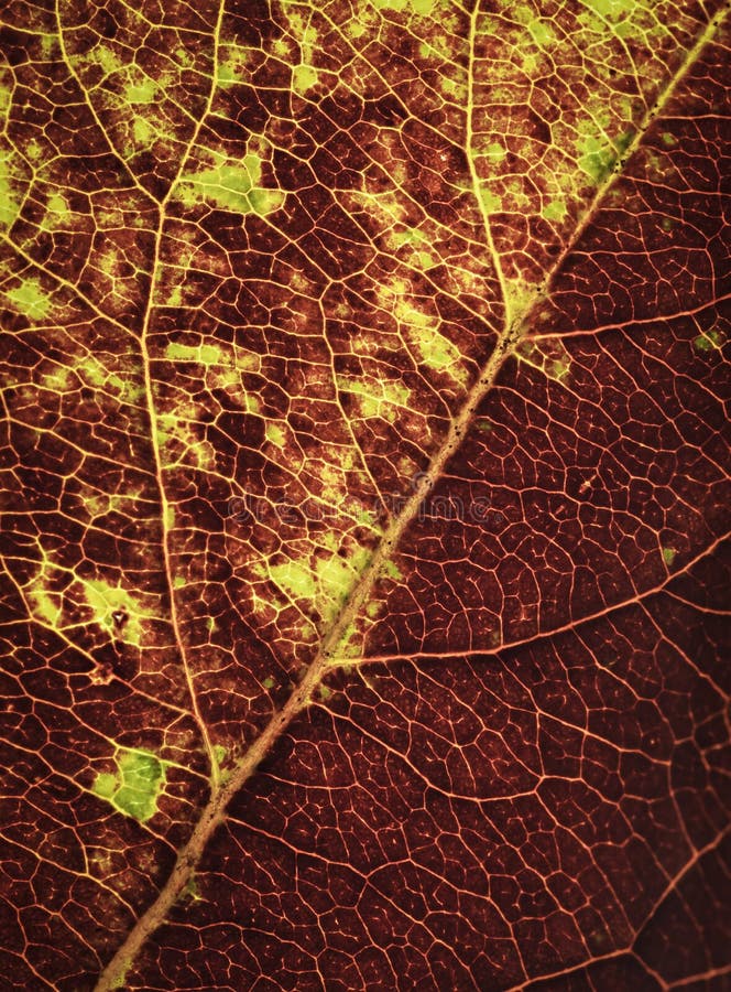 Leaf ribs and veins stock image. Image of shape, plant - 23709433