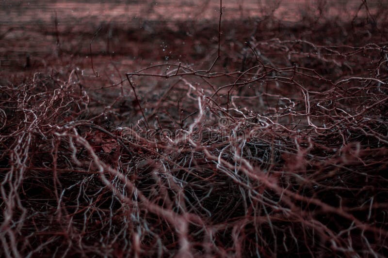 Anatomical Resemblance Stock Photos - Free & Royalty-Free Stock Photos ...