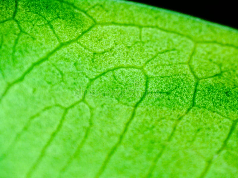 Veins of a Leaf - Microscopic View Stock Image - Image of color ...