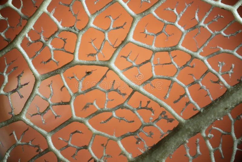 Veins from Plant Leaf Under Microscope Stock Photo - Image of medical ...