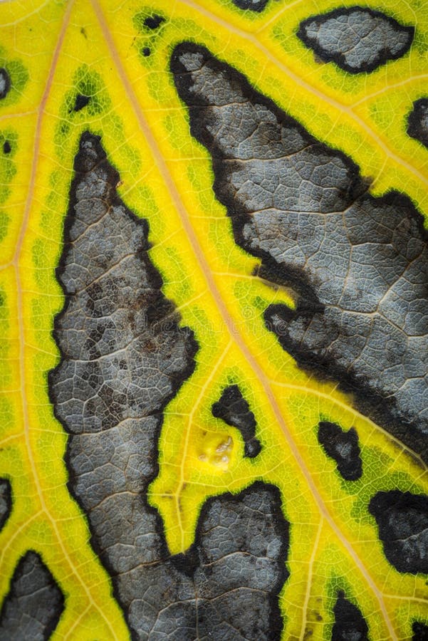 Veins and Structure of Autumn Leaf. Stock Photo - Image of flora ...
