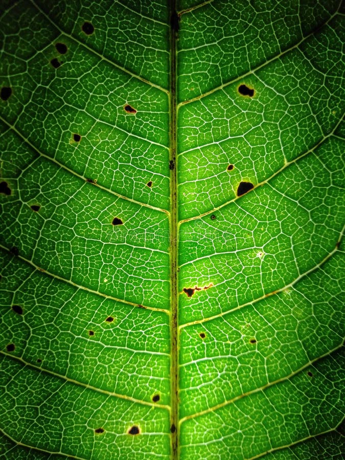 Veins of tree leaf stock photo. Image of nature, plant - 152608296
